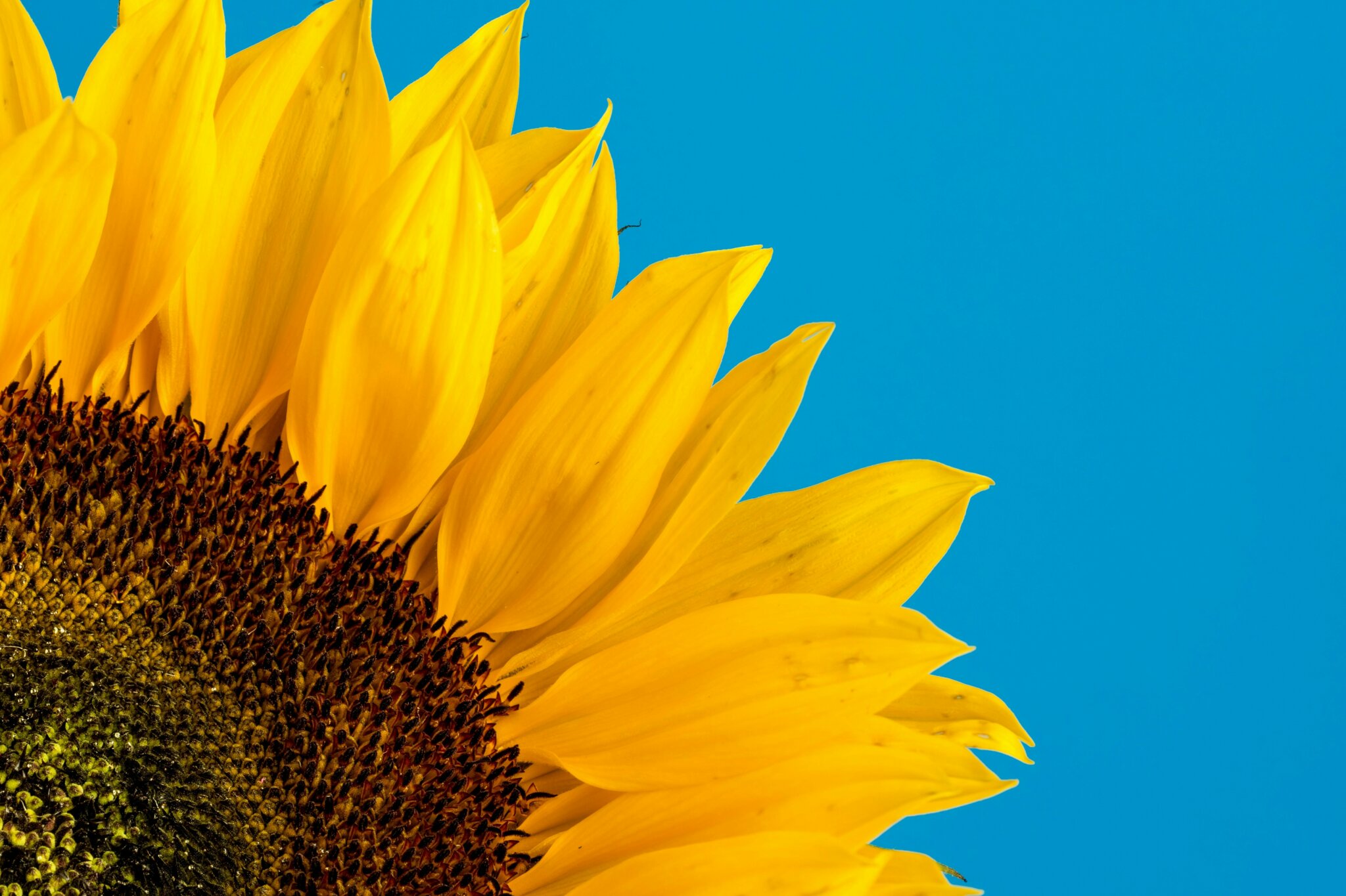 3 Free Guides on Macro Flower Photography - The Photo Argus
